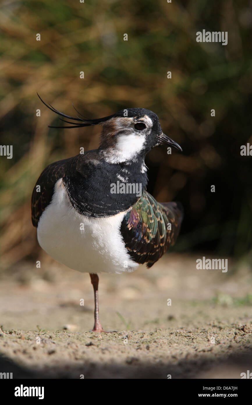 Lapwing british isles hi-res stock photography and images - Alamy