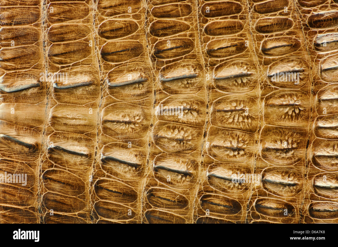 Crocodile skin hi-res stock photography and images - Alamy