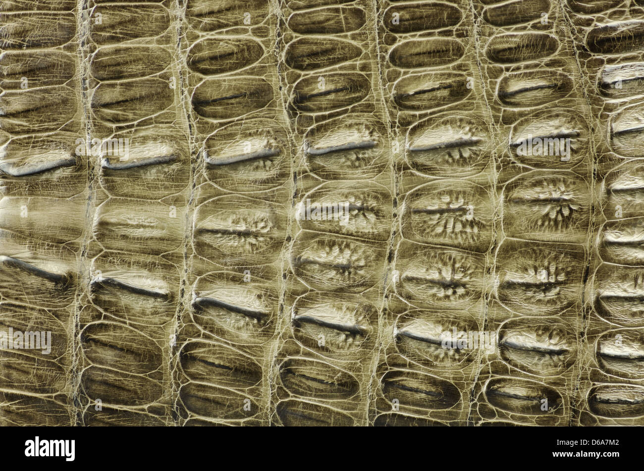 Crocodile skin fashion hi-res stock photography and images - Alamy