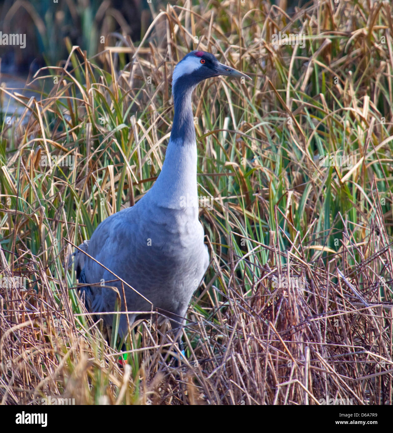 Common Crane Part of the Great Crane Project Stock Photo - Alamy
