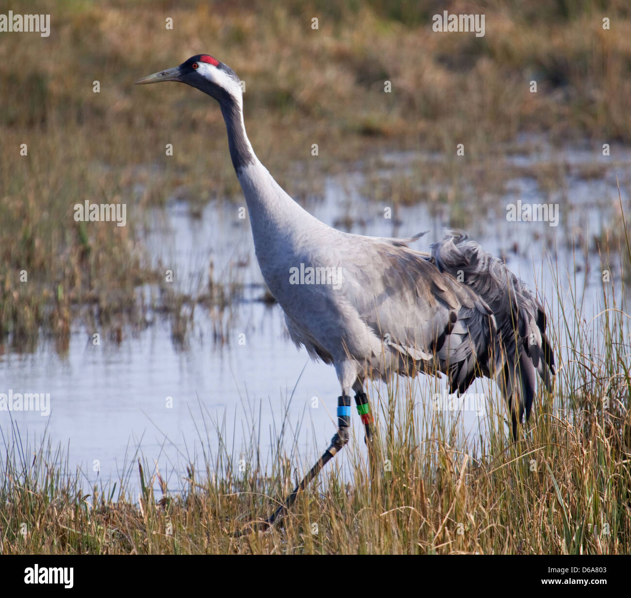 The great crane hi-res stock photography and images - Alamy