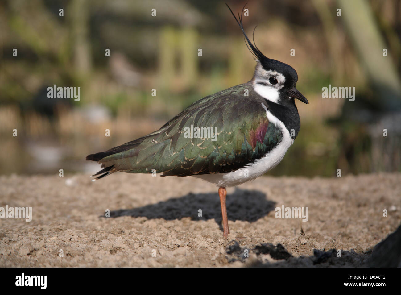 Lapwing british isles hi-res stock photography and images - Alamy