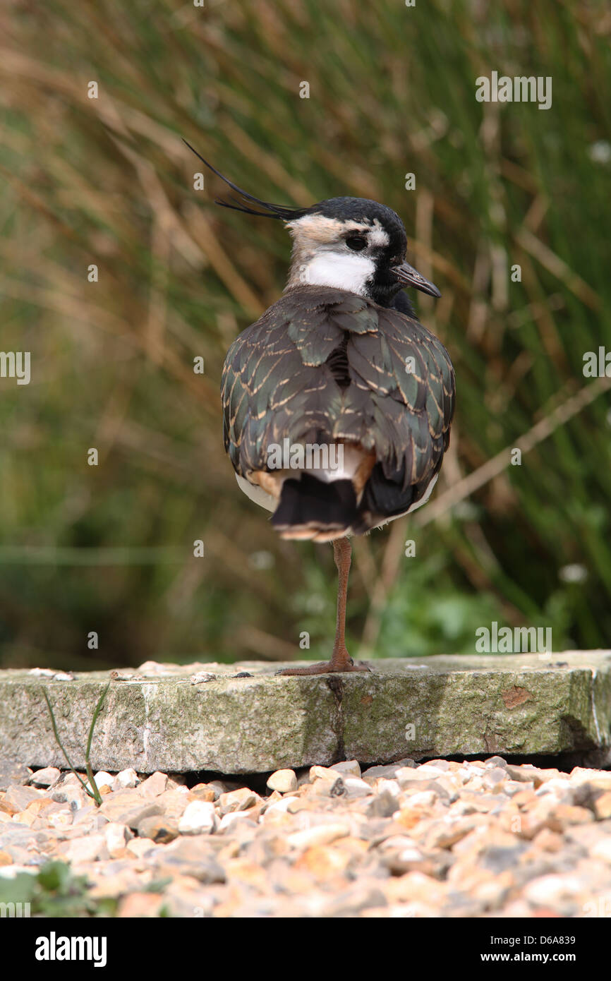Lapwing british isles hi-res stock photography and images - Alamy