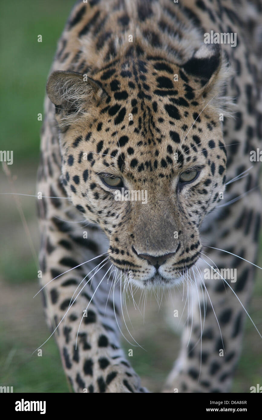 Man with snow leopard hi-res stock photography and images - Alamy