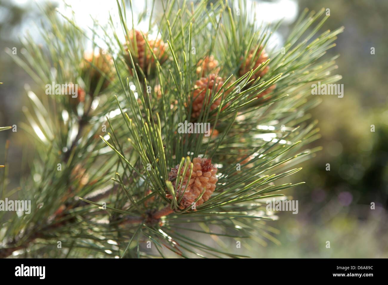 Close up of a French young pine cone Stock Photo - Alamy