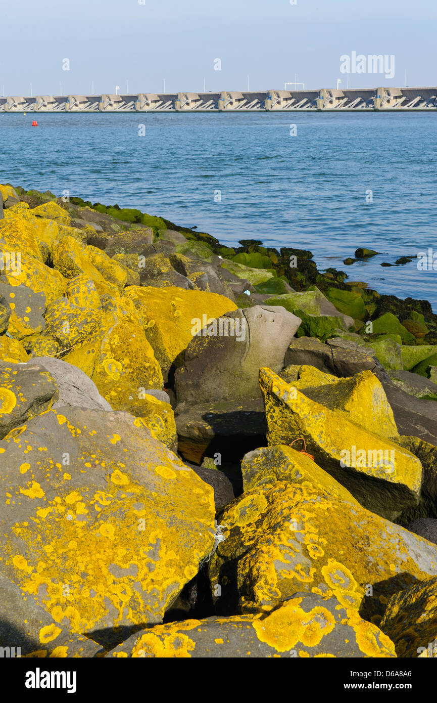The Haringvliet Sluices / Dam , seen from a algae covered mole ...