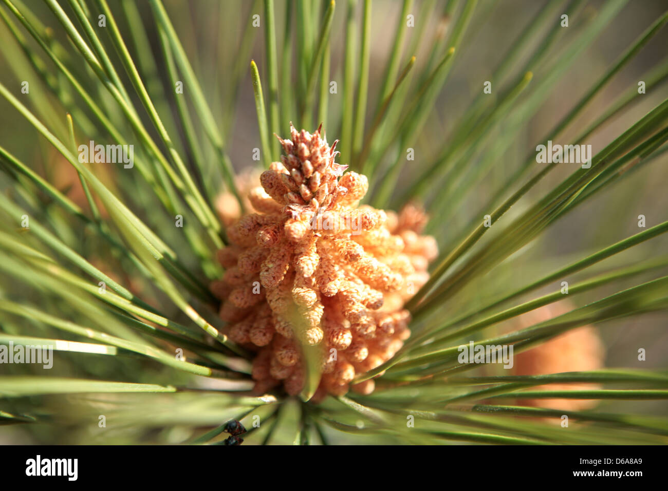 Pinus pinaster cone hi-res stock photography and images - Alamy