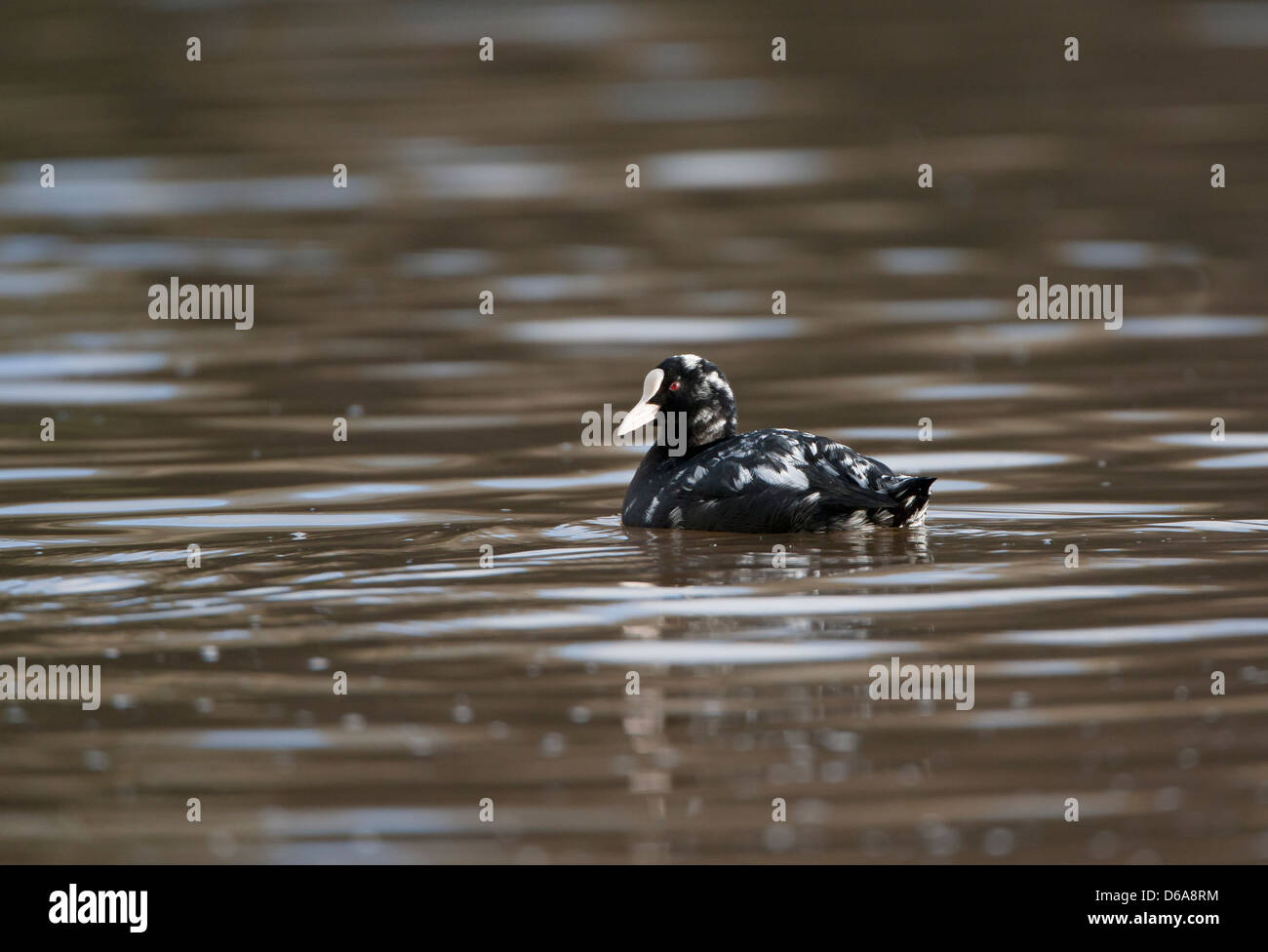 White mottled feathers hi-res stock photography and images - Alamy