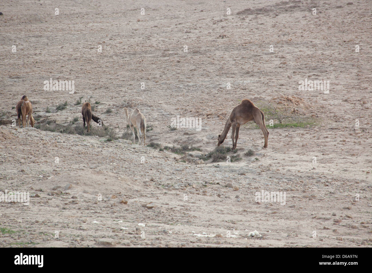 Camels grazing in a dry desert - found a patch of grass and taking ...