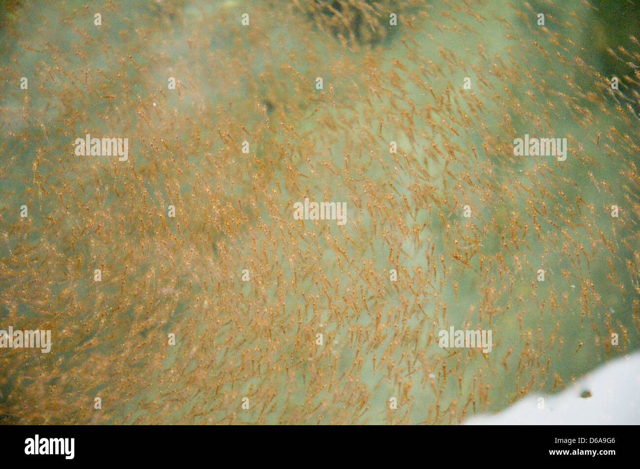 Norway, Svalbard Archipelago, Spitsbergen. Thousands of tiny krill, the ...