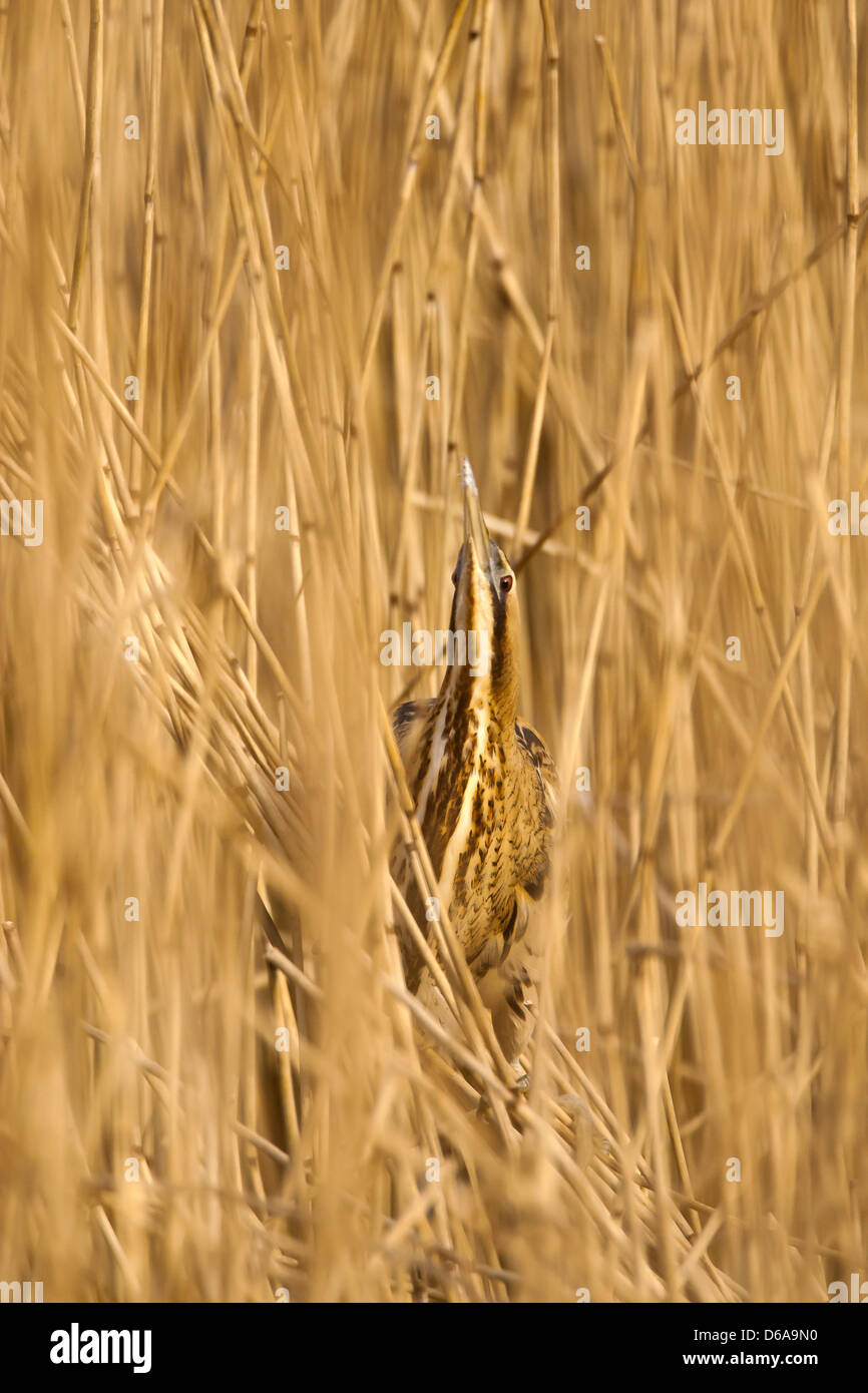 Botaurus stellaris bittern hiding in the reeds Stock Photo - Alamy