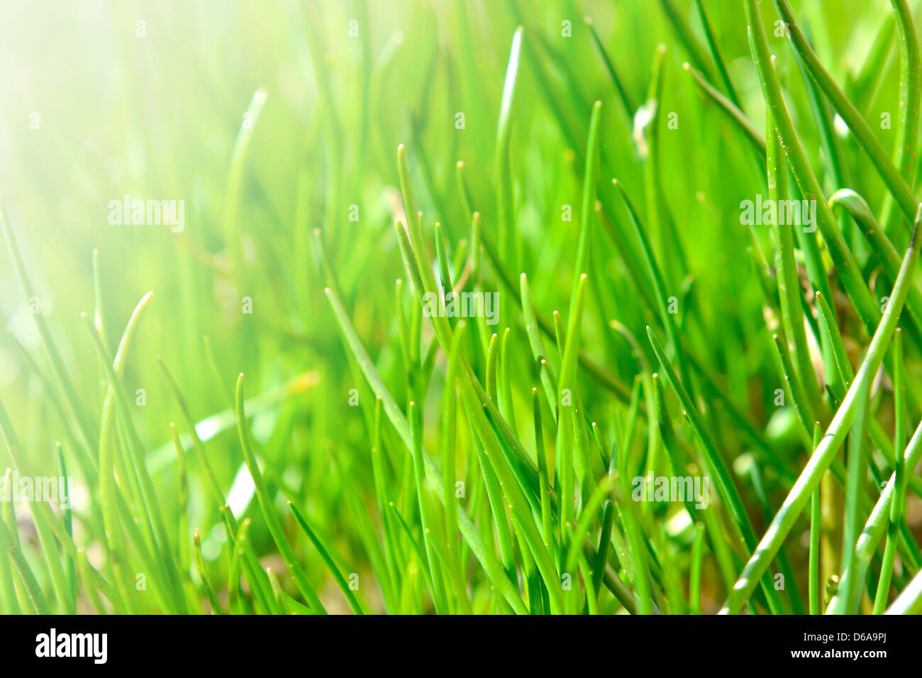 Green chive hi-res stock photography and images - Alamy