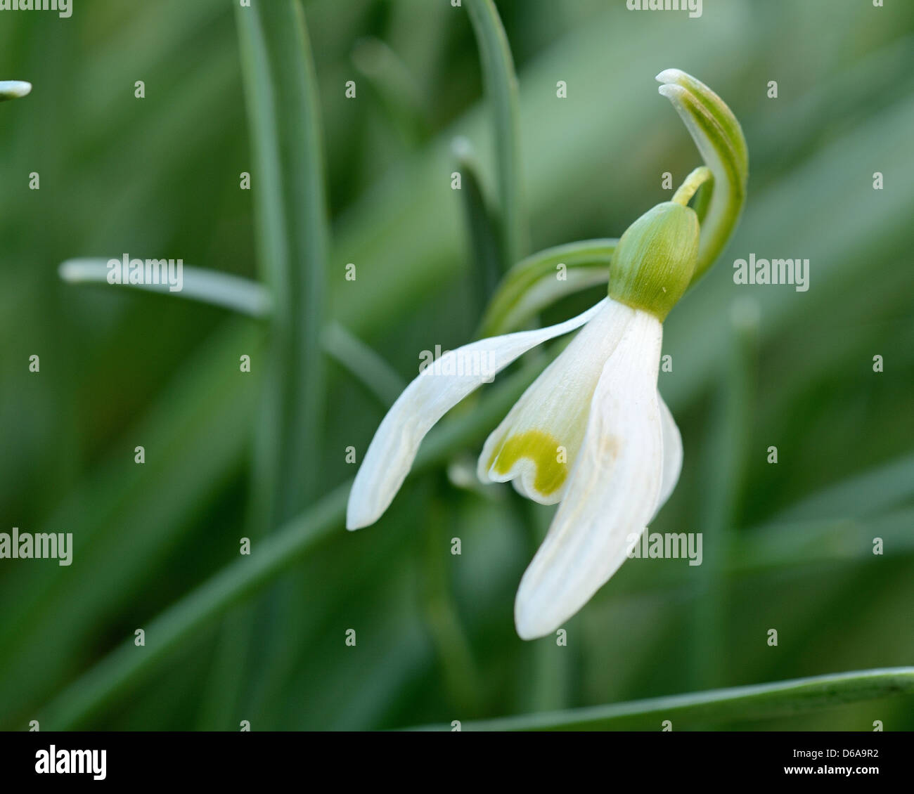 Beautiful closeup shot grass in hi-res stock photography and images - Alamy