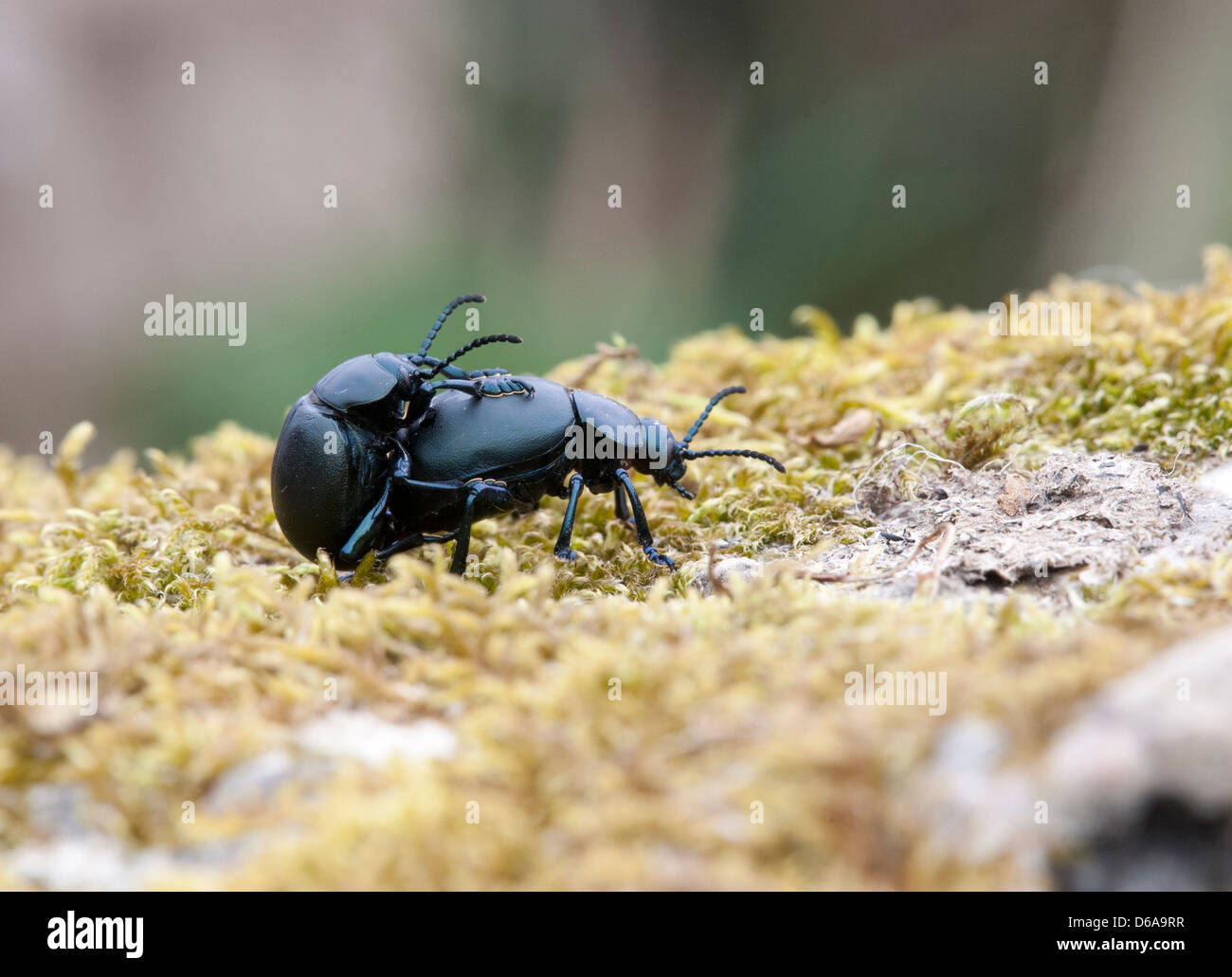 Timarcha tenebricosa - bloody-nosed beetles mating Stock Photo - Alamy