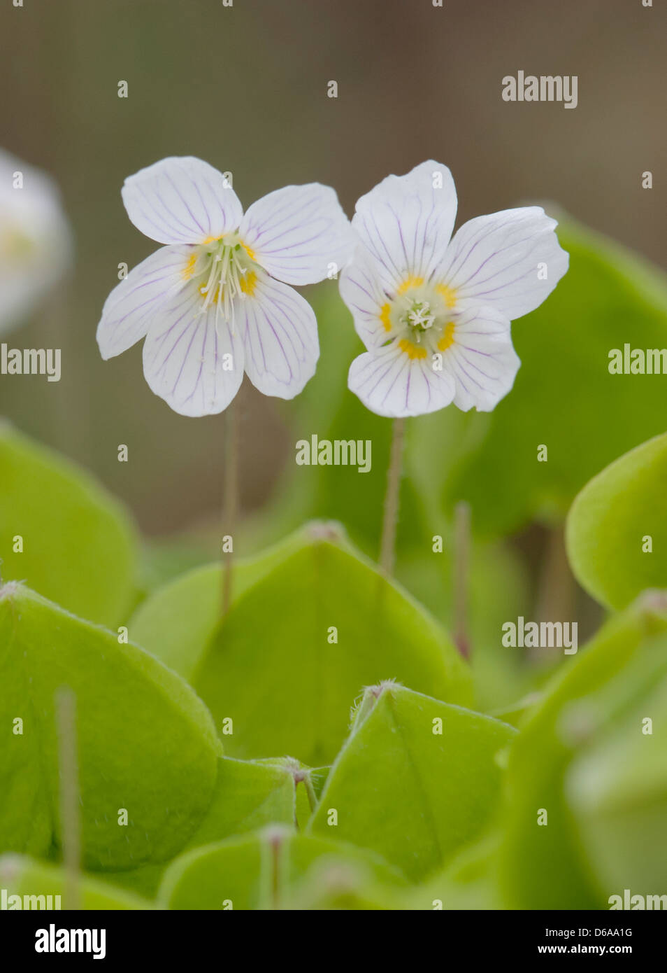 Oxalis acetosella - wood sorrel Stock Photo - Alamy