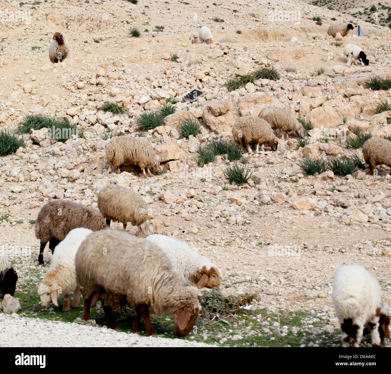 Middle East desert, with a ram keeping watch over his flock of sheep ...