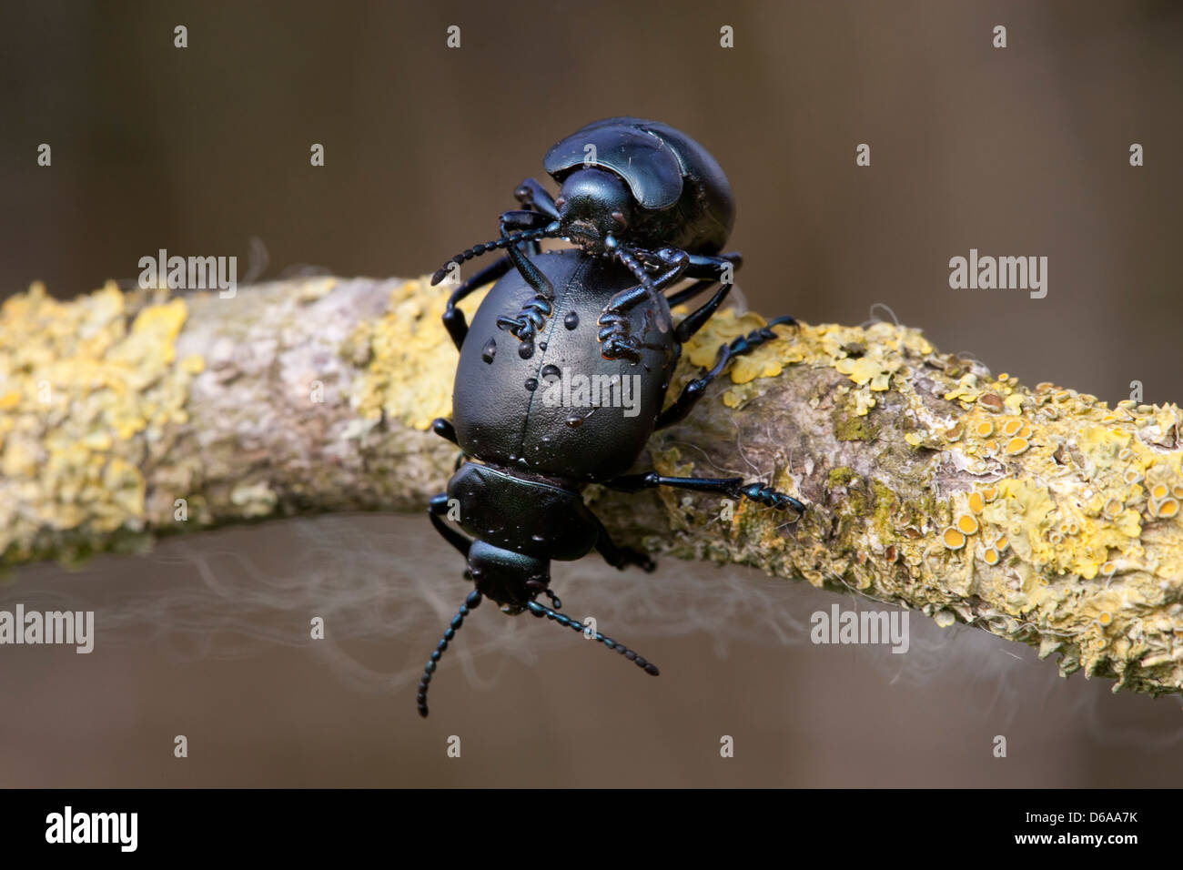 Timarcha tenebricosa - bloody-nosed beetles mating Stock Photo - Alamy