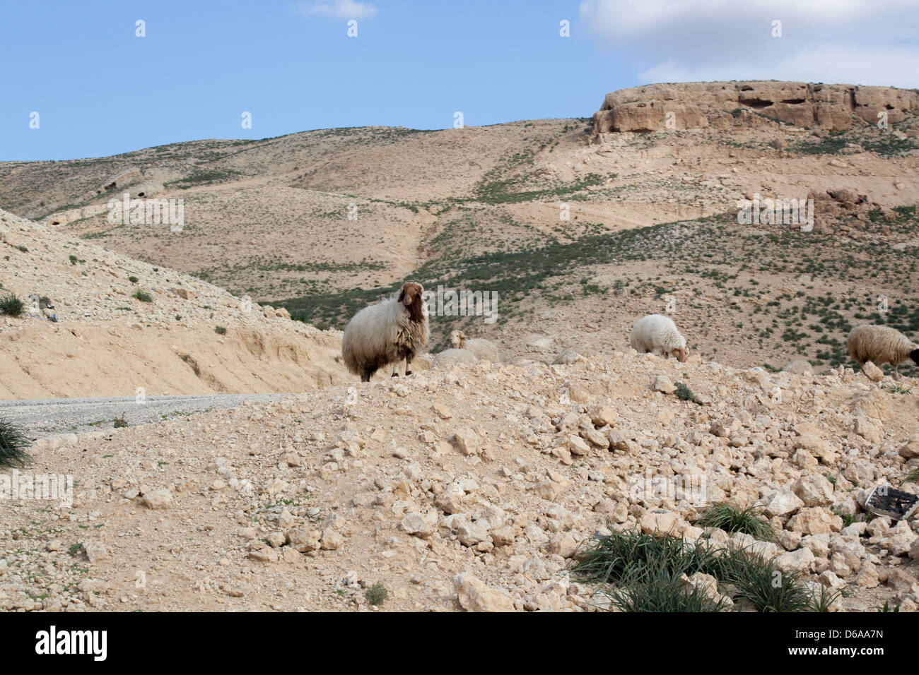 Middle East desert, with a ram keeping watch over his flock of sheep ...