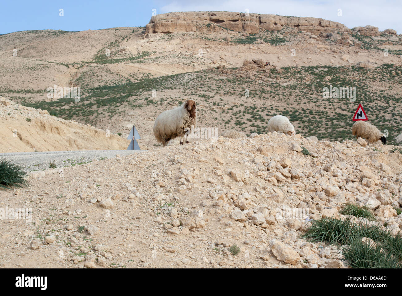 Middle East desert, with a ram keeping watch over his flock of sheep ...