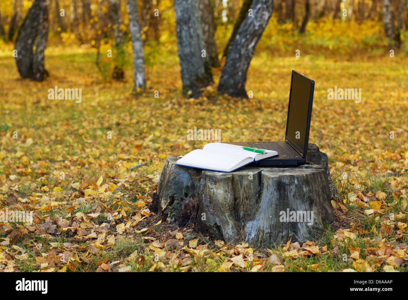 Laptop on the stump Stock Photo - Alamy