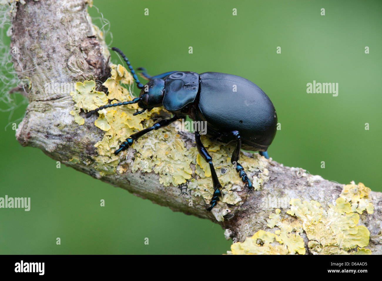 Timarcha tenebricosa - bloody-nosed beetles mating Stock Photo - Alamy