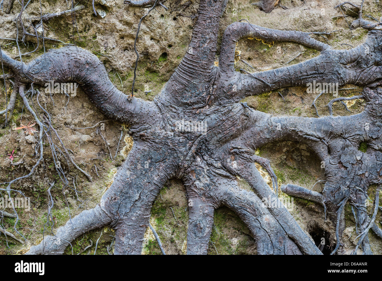 Root system of conifer tipped over by a windstorm, along the Snow Lakes ...