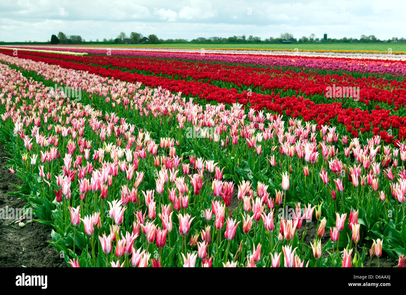 many tulips outdoors Stock Photo - Alamy
