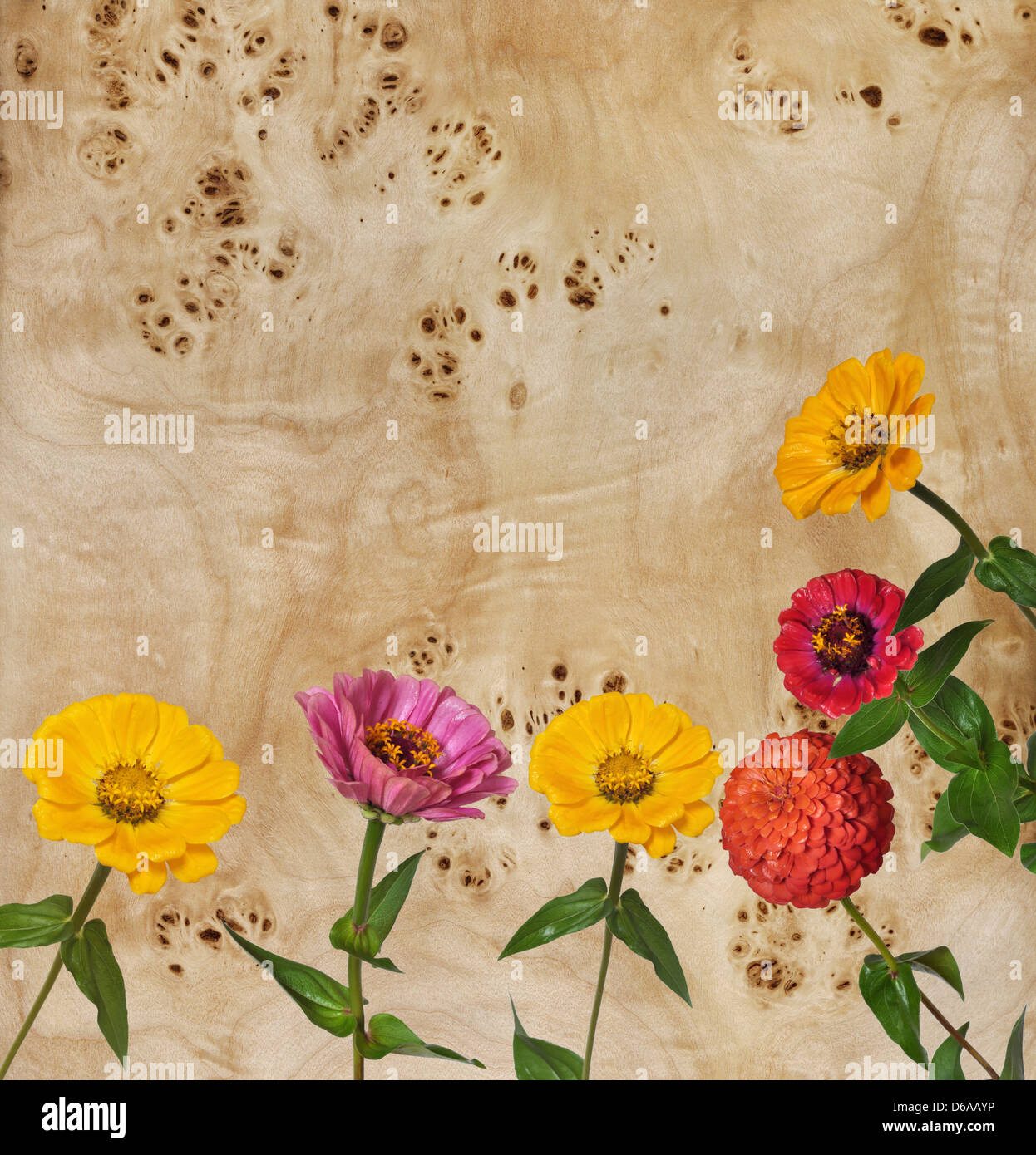 Flowers Zinnia and root of a poplar Stock Photo - Alamy