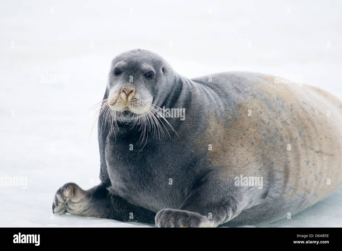 Bearded seals hi-res stock photography and images - Alamy