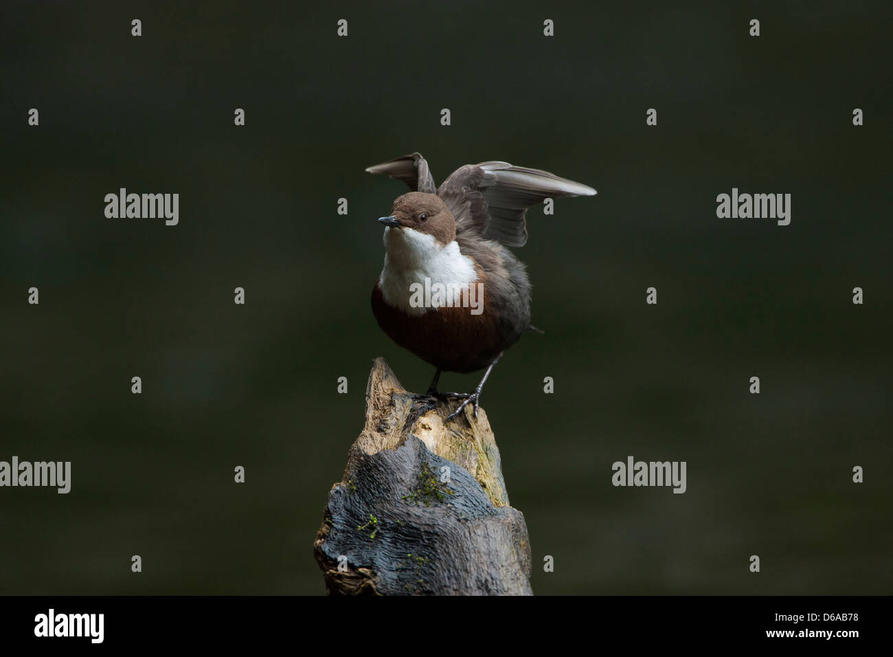 Cinclus cinclus -- Dipper sitting on a rock wings raised Stock Photo ...