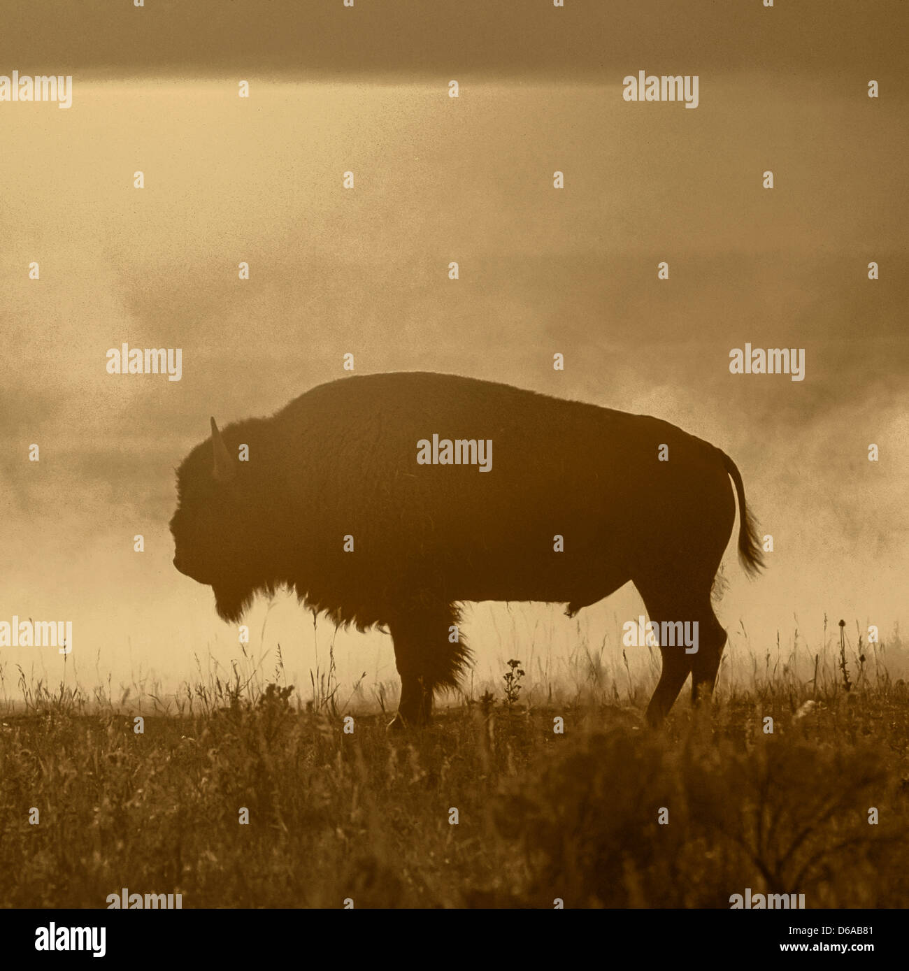 American Bison (Bison bison) backlit by setting sun after taking dust ...