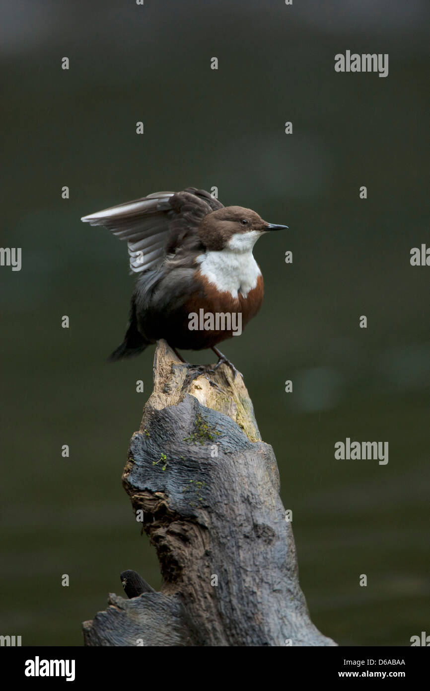 Cinclus cinclus - Dipper sitting on a rock wings raised Stock Photo - Alamy