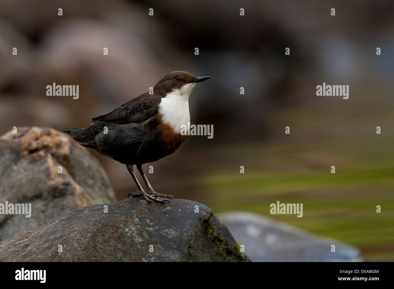 Dipper environment hi-res stock photography and images - Alamy