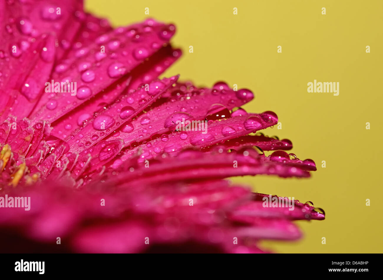 Gerbera germini flower hi-res stock photography and images - Alamy