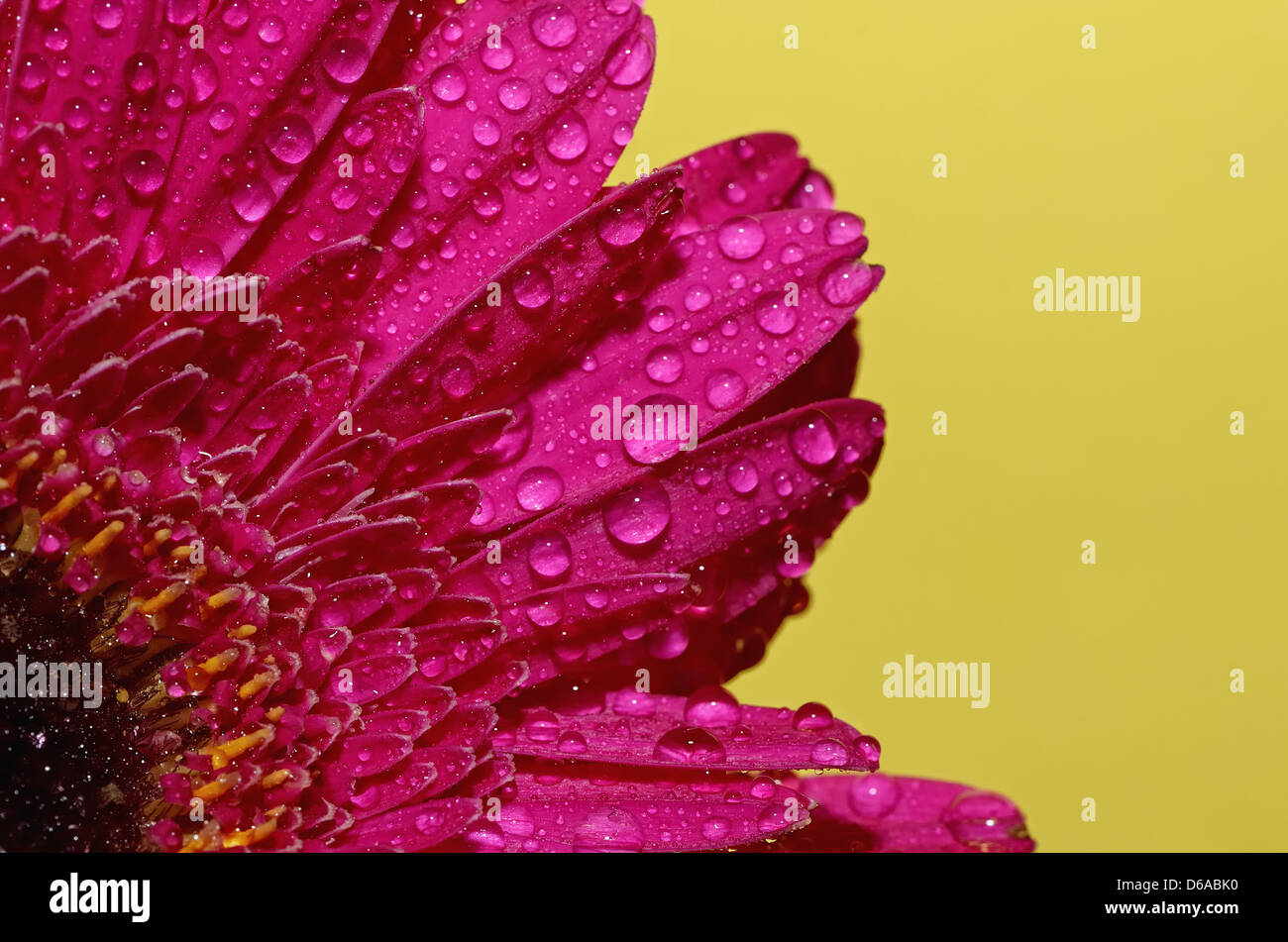 Water droplets on germini petals Stock Photo - Alamy