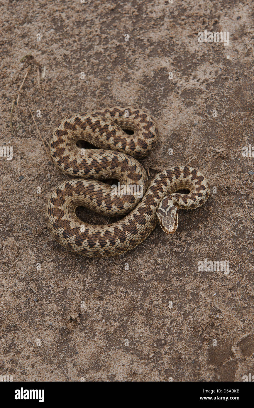 Adder image hi-res stock photography and images - Alamy