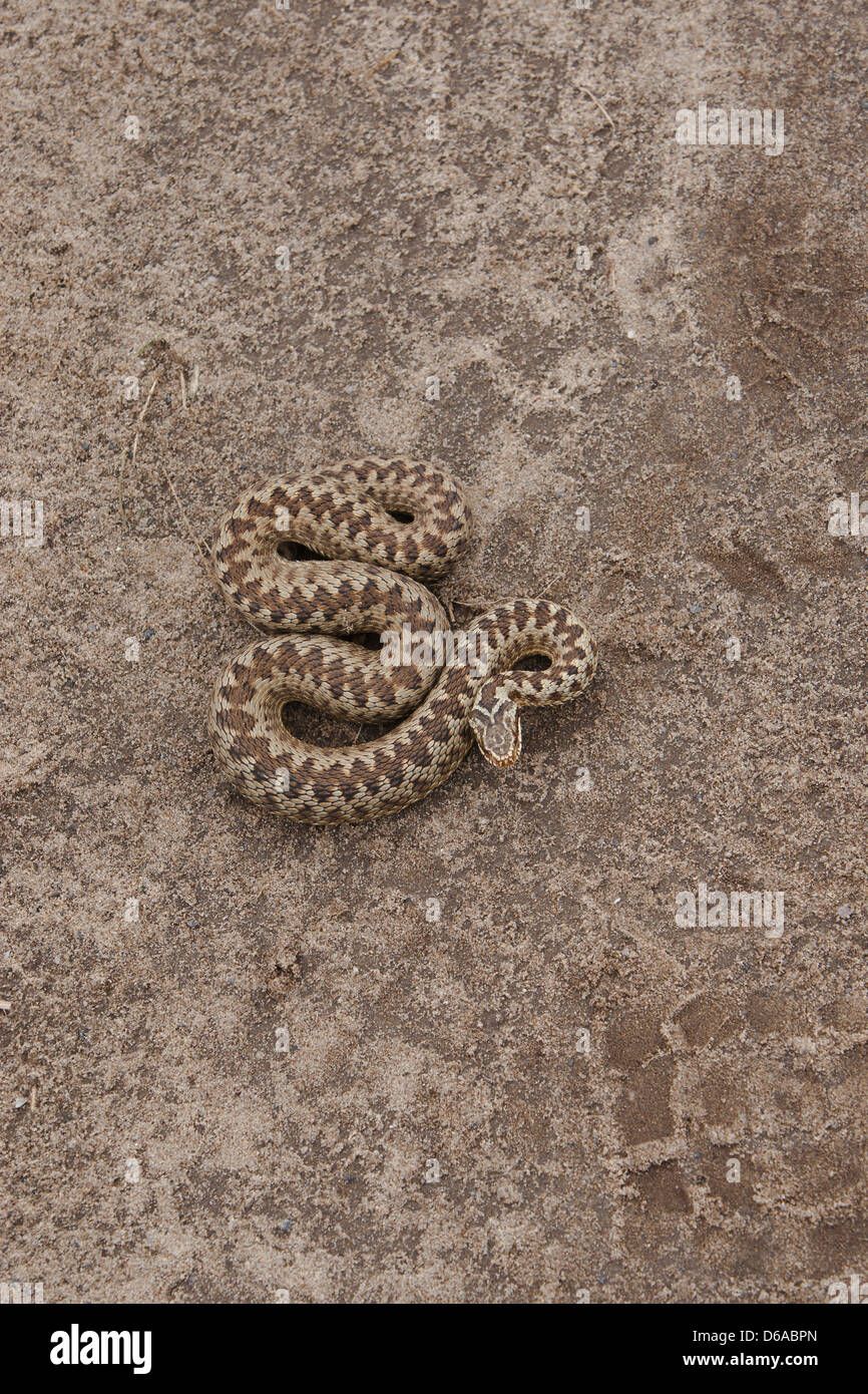 vipera berus - female adder coiled with head raised Stock Photo - Alamy