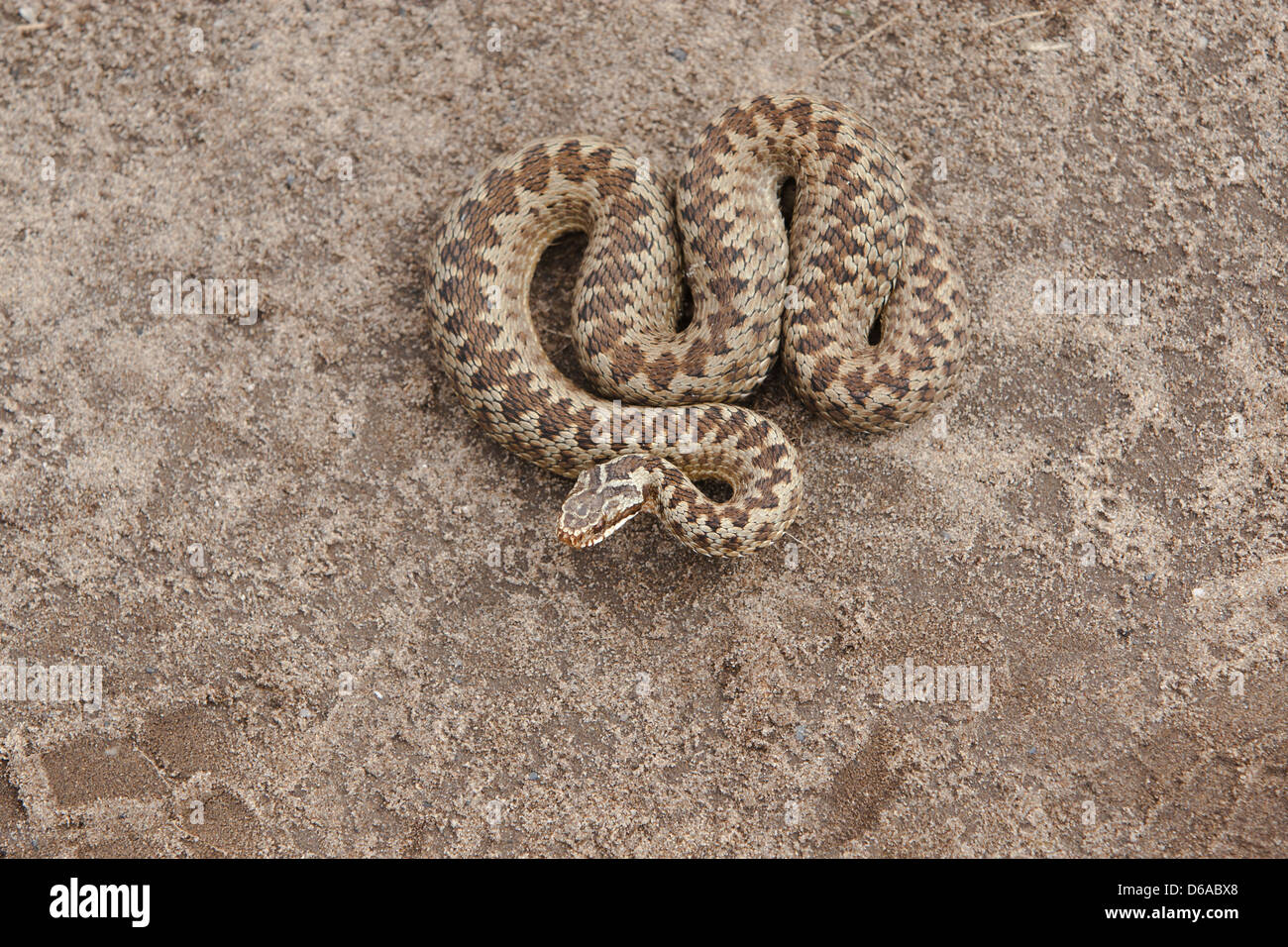 vipera berus - overhead image of female adder coiled with head raised ...