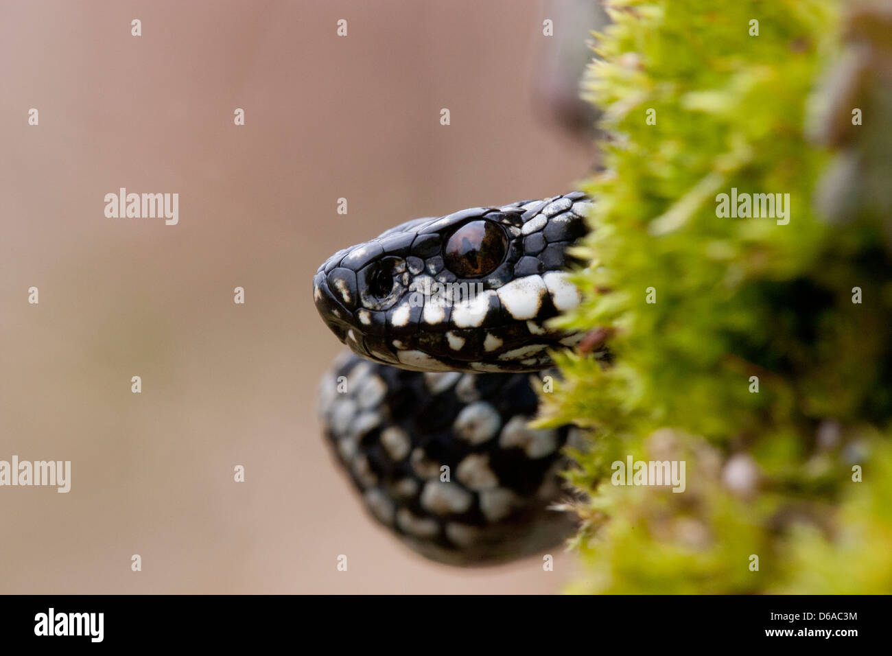 vipera berus - male adder close up head and eye Stock Photo - Alamy