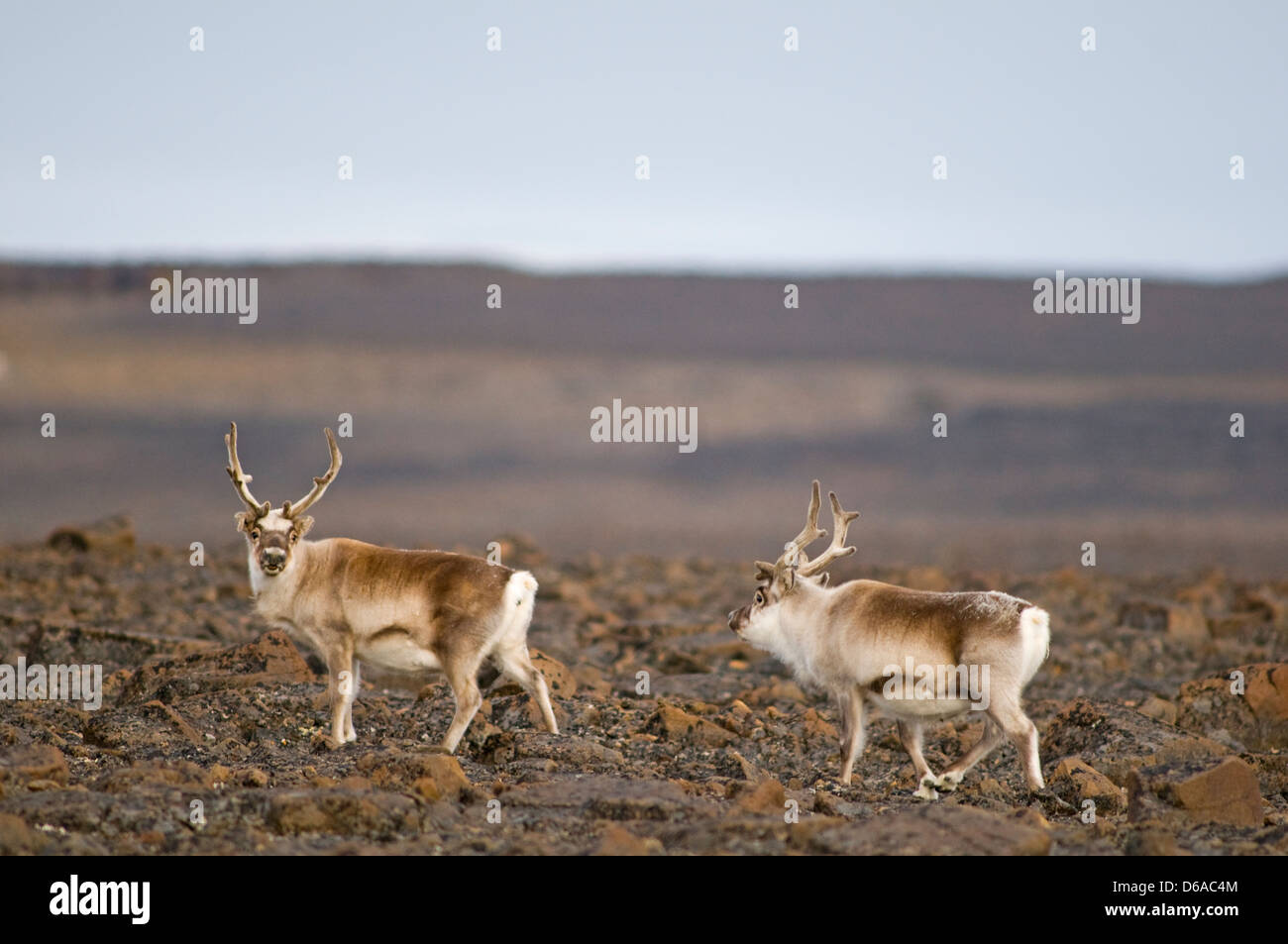 Pair of Svalbard reindeer Rangifer tarandus platyrhynchus a small ...