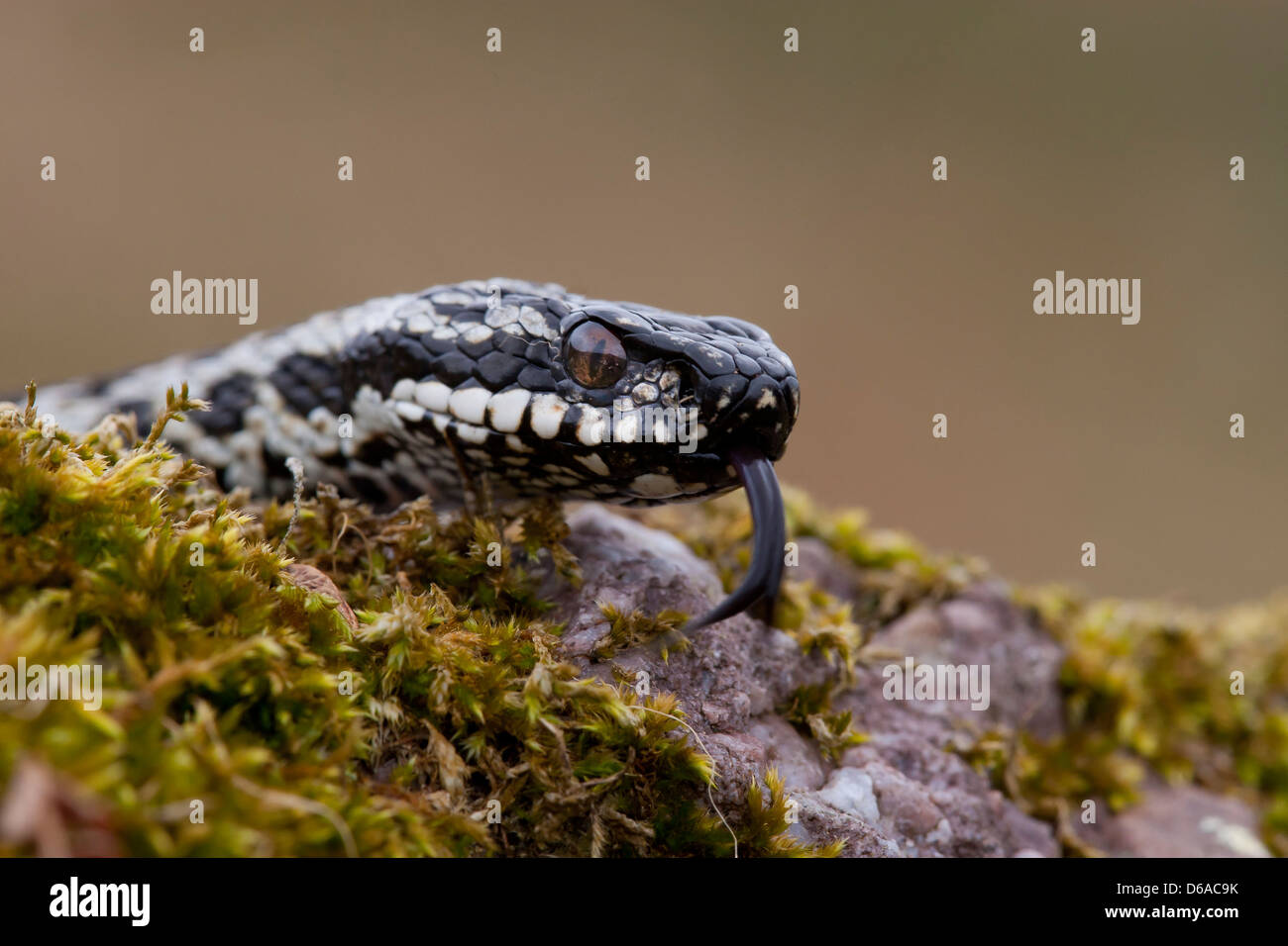 vipera berus - male adder head with forked tongue extended Stock Photo ...