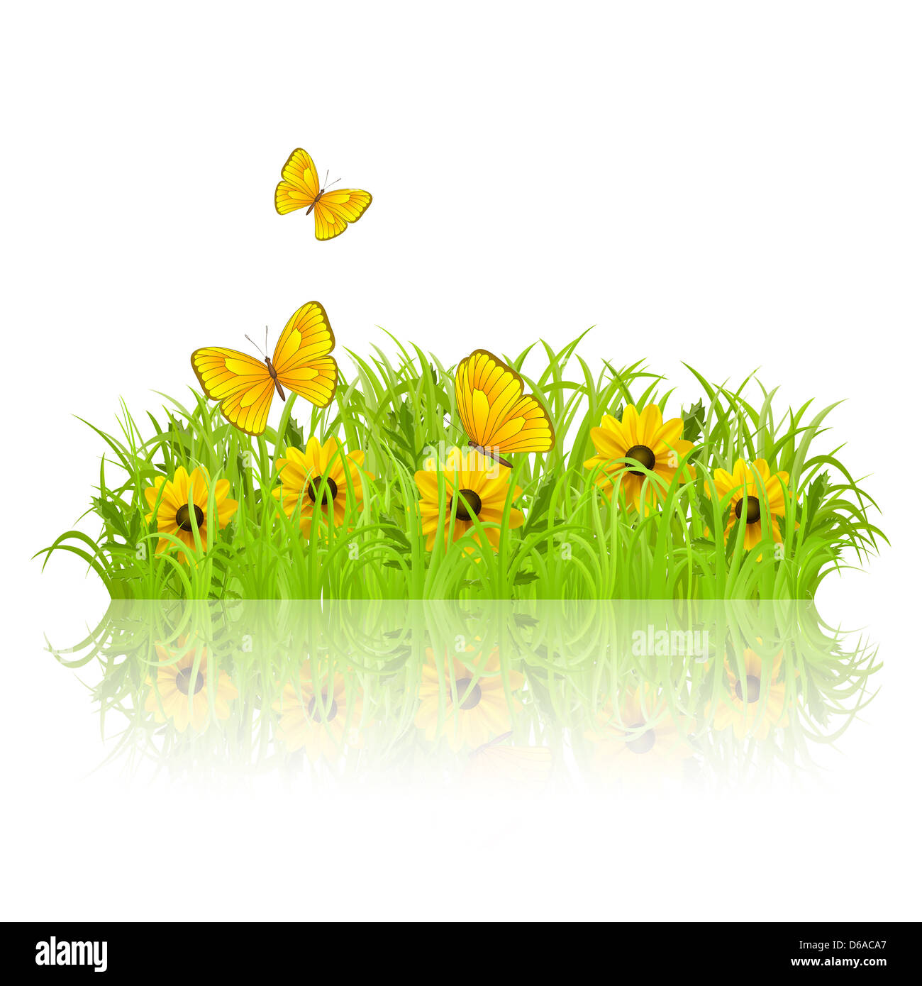 Perennial grass field meadow Cut Out Stock Images & Pictures - Alamy
