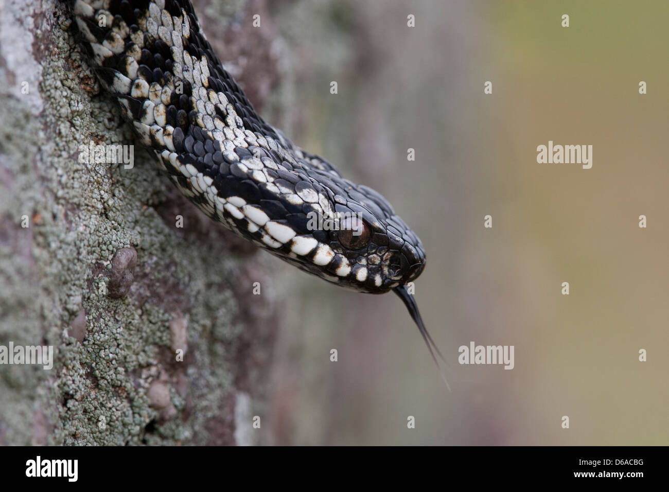 vipera berus - male adder head with forked tongue extended Stock Photo ...