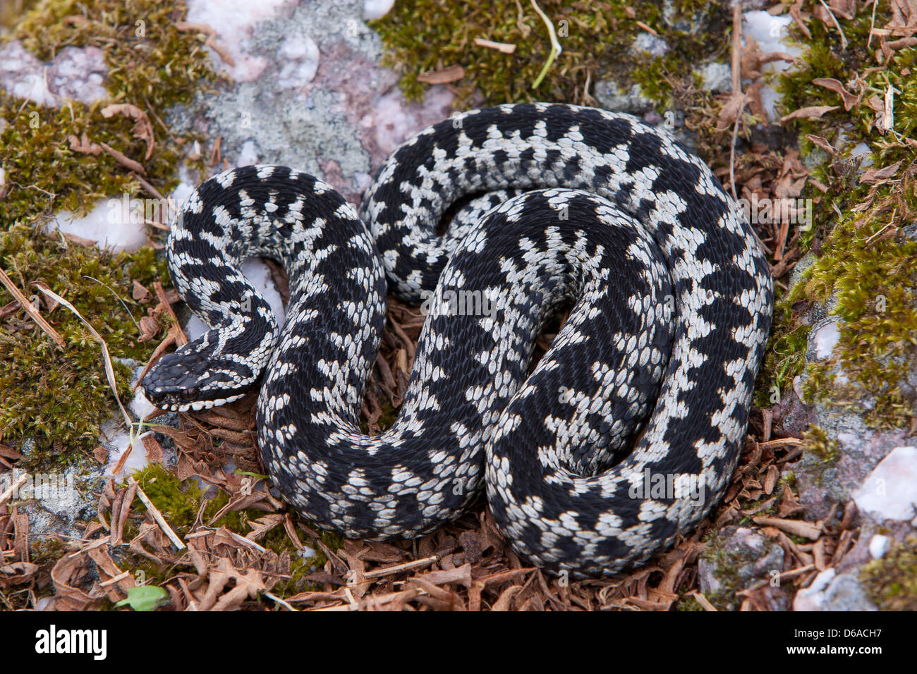 vipera berus - male adder on the ground showing black zig-zag pattern ...