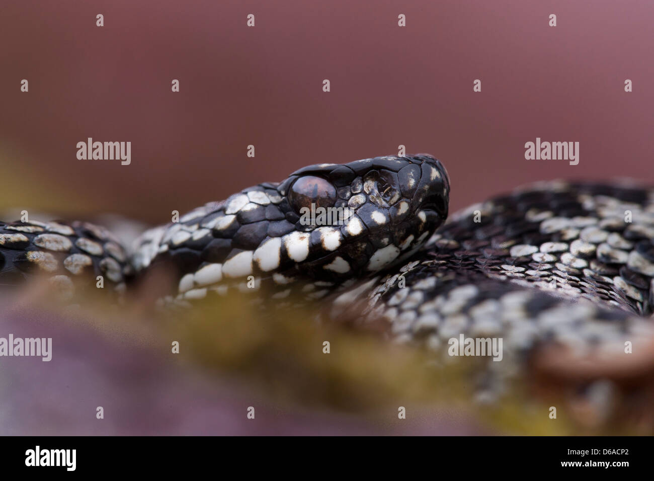 vipera berus - male adder head in close-up showing red split pupil ...