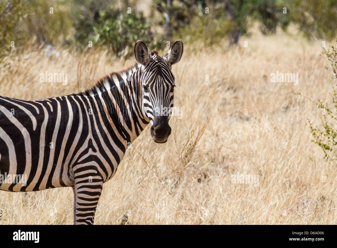 Masai mara zebra road hi-res stock photography and images - Alamy