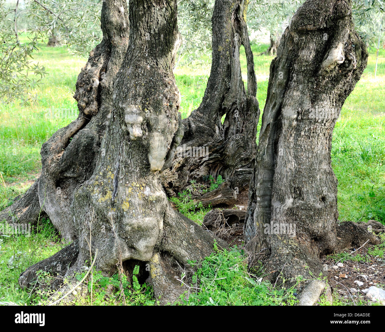 trunks of olive trees - Apulia - ITALY Stock Photo - Alamy