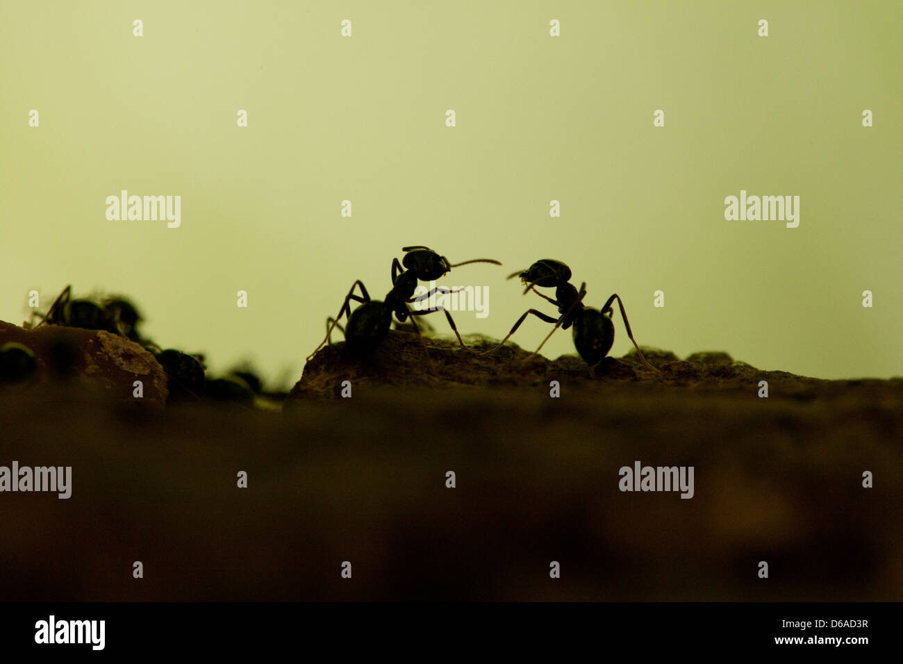 Formica rufa - wood ants Stock Photo - Alamy