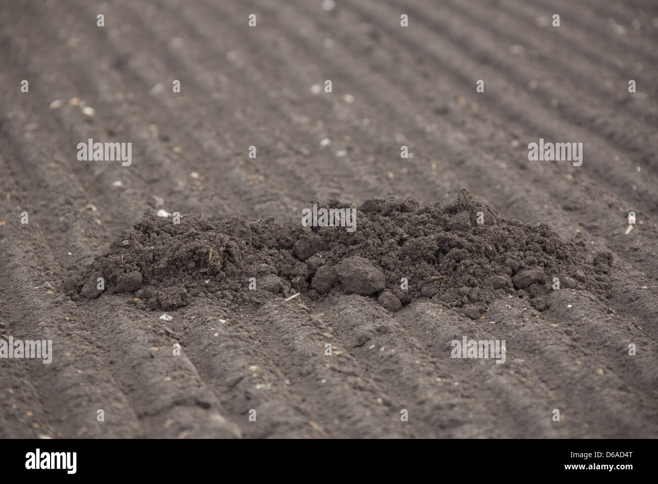 A mole hill on farmland Stock Photo - Alamy