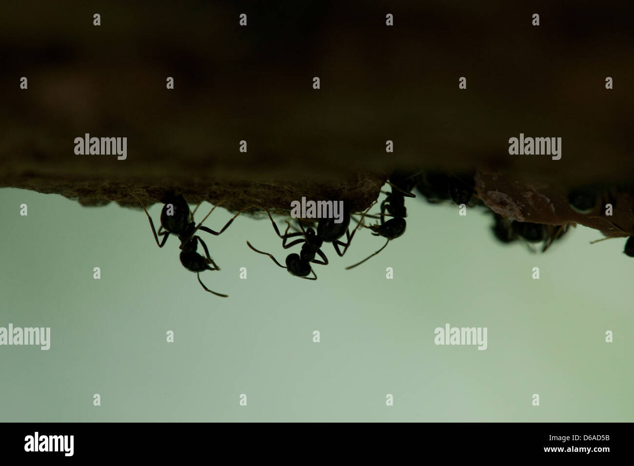 Formica rufa - wood ants Stock Photo - Alamy